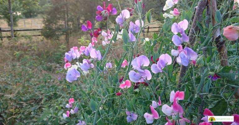 20 winterharte, blühende & mehrjährige Kletterpflanzen, die schnell ...