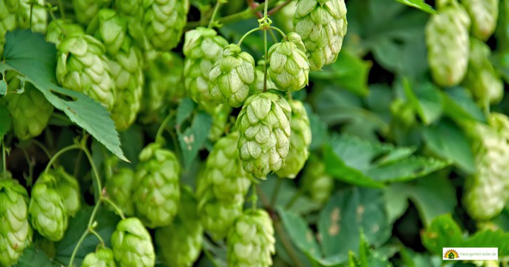 Ist Hopfen Rechtswinder Pflanze